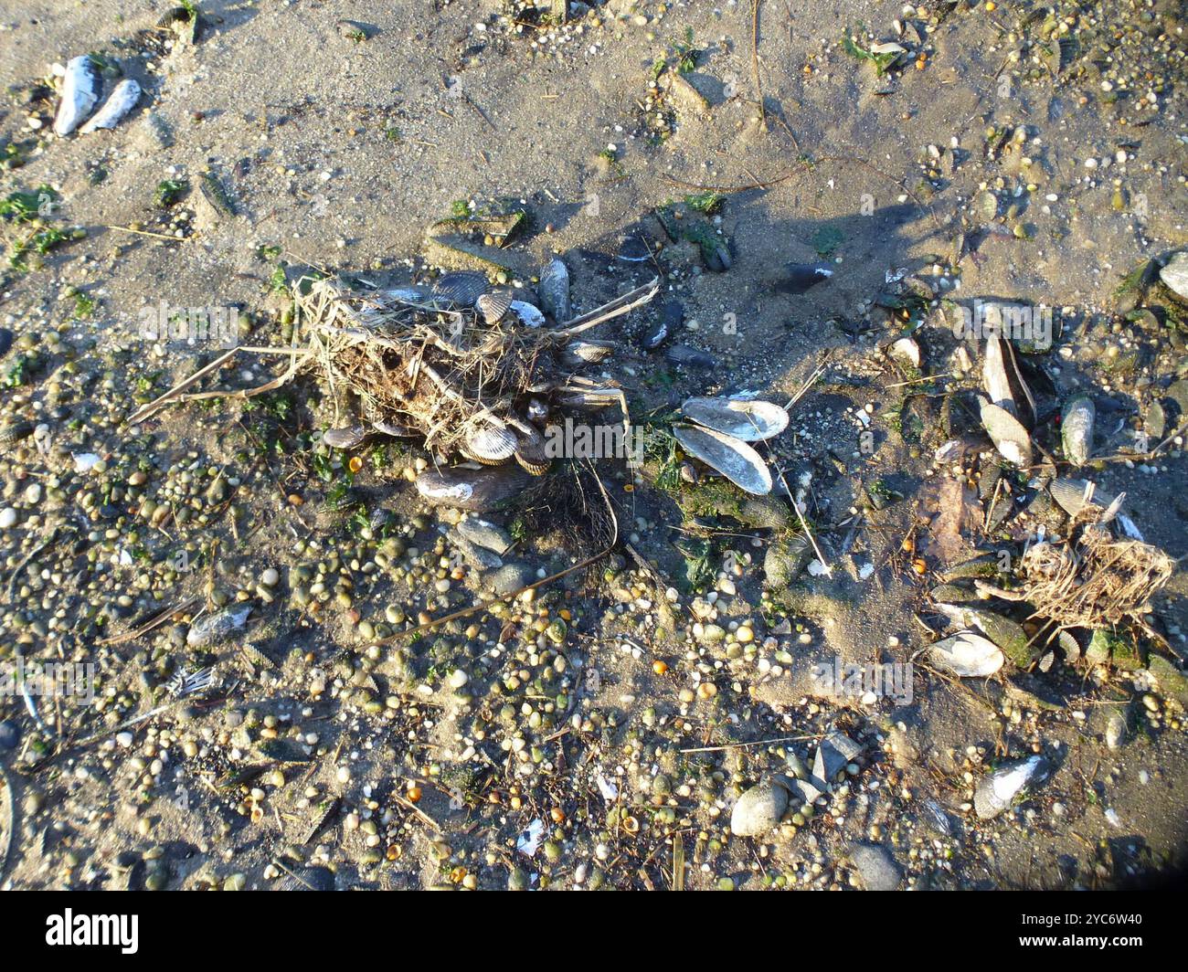 Atlantic Ribbed Mussel (Geukensia demissa) Mollusca Stock Photo - Alamy