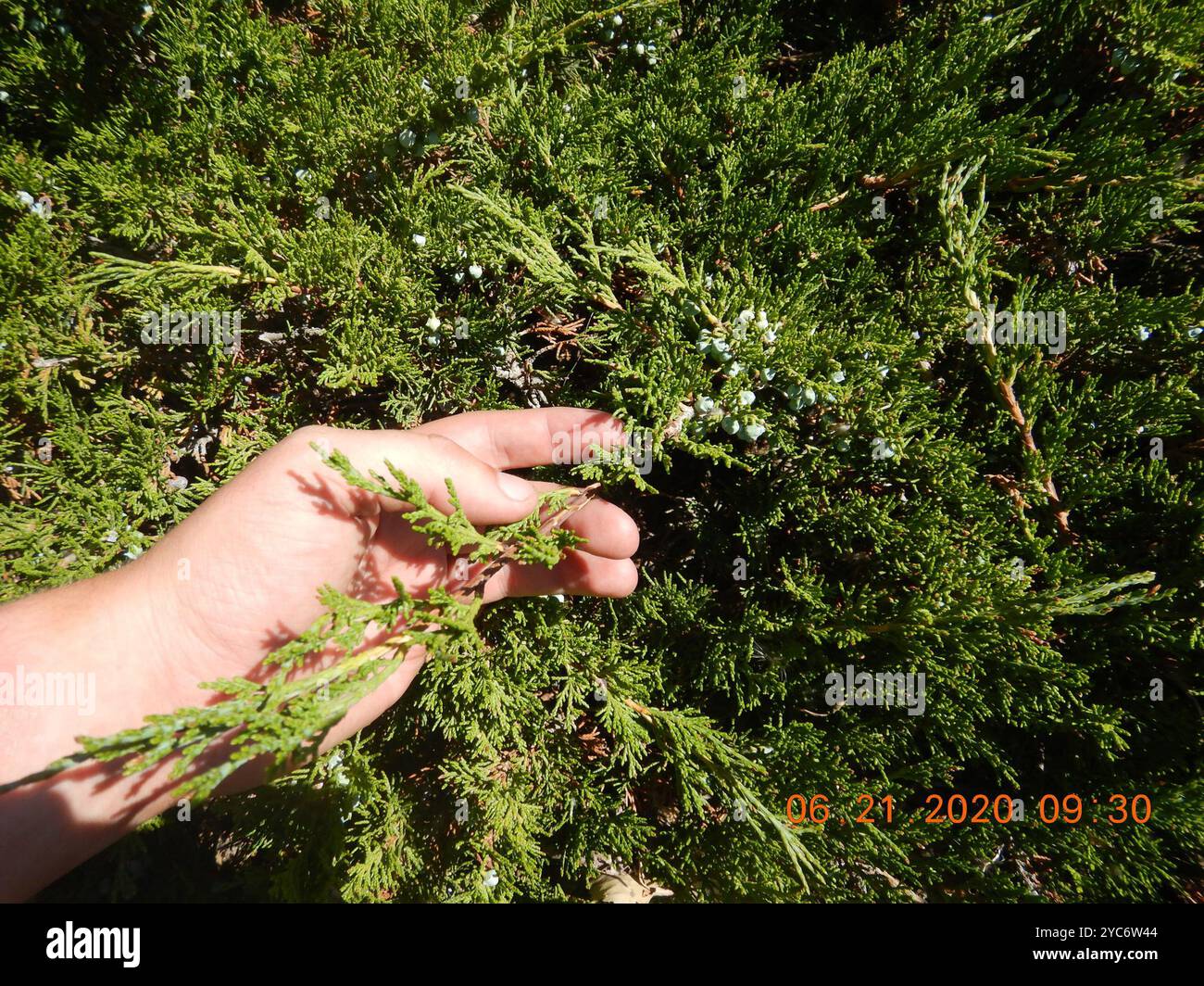 junipers (Juniperus) Plantae Stock Photo - Alamy