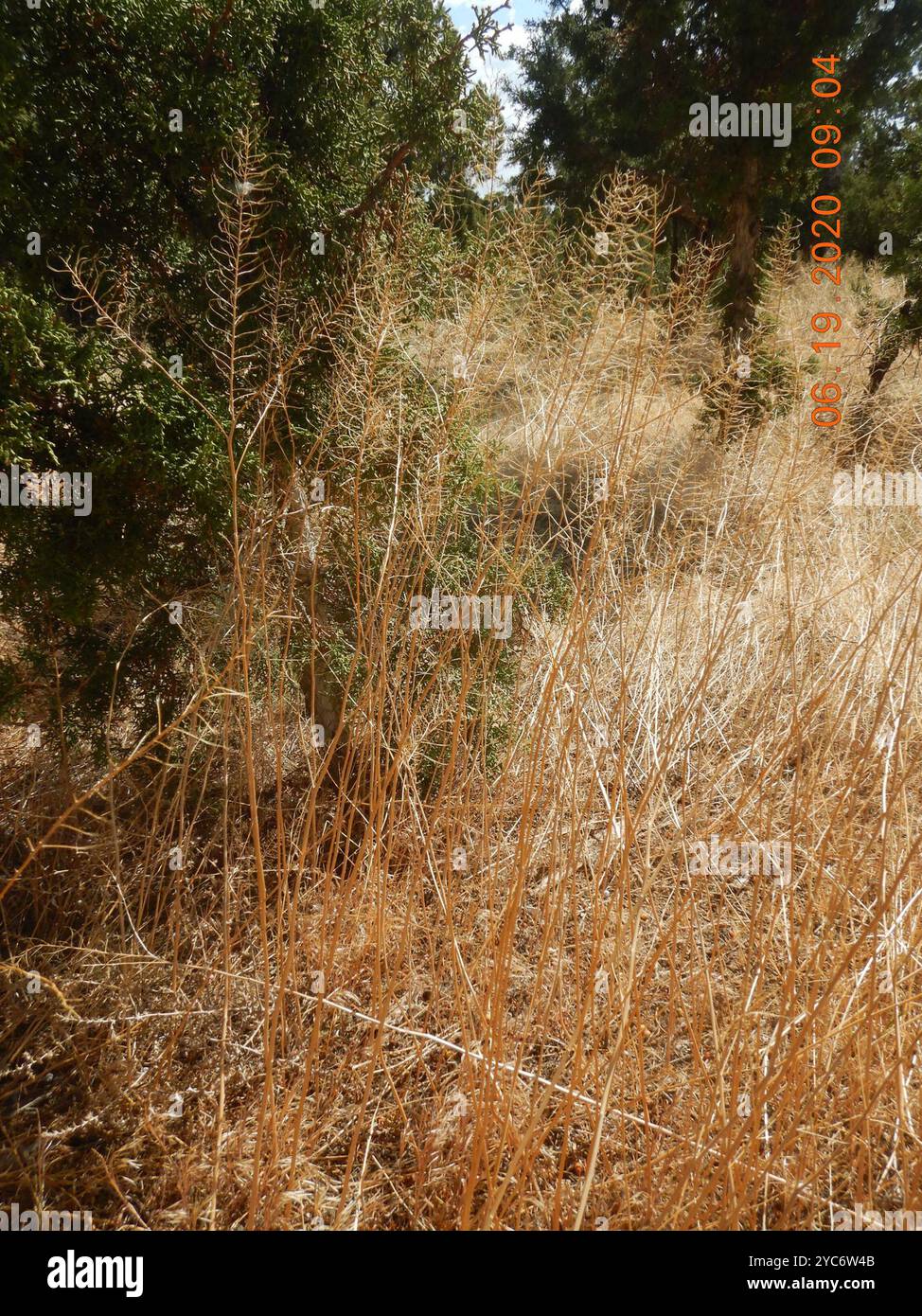 Western Tansymustard (Descurainia pinnata) Plantae Stock Photo - Alamy