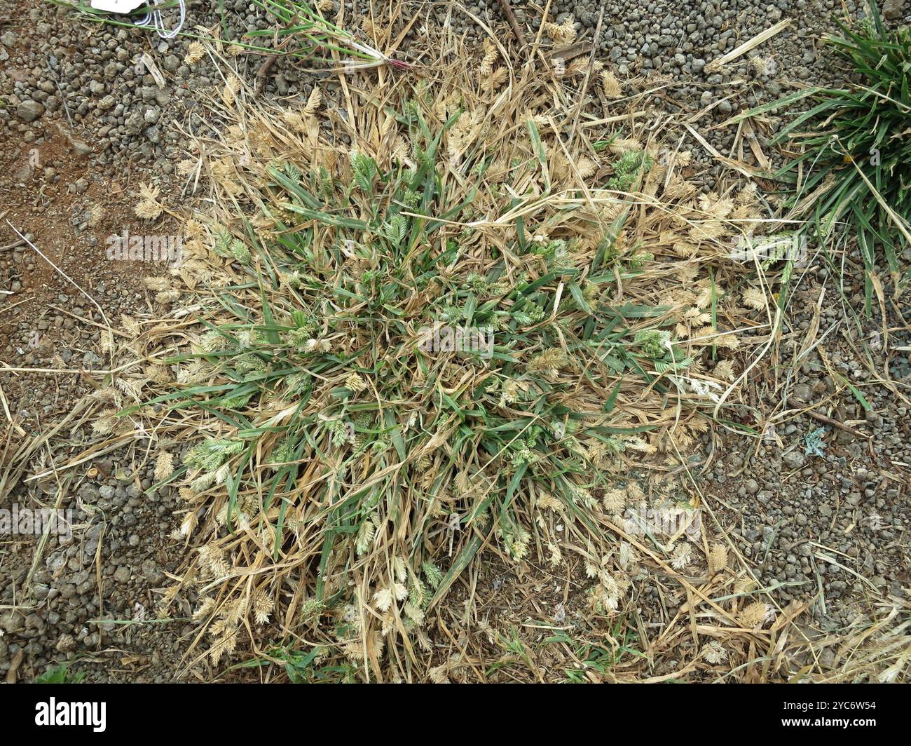 Fat-spiked yard-grass (Eleusine multiflora) Plantae Stock Photo - Alamy