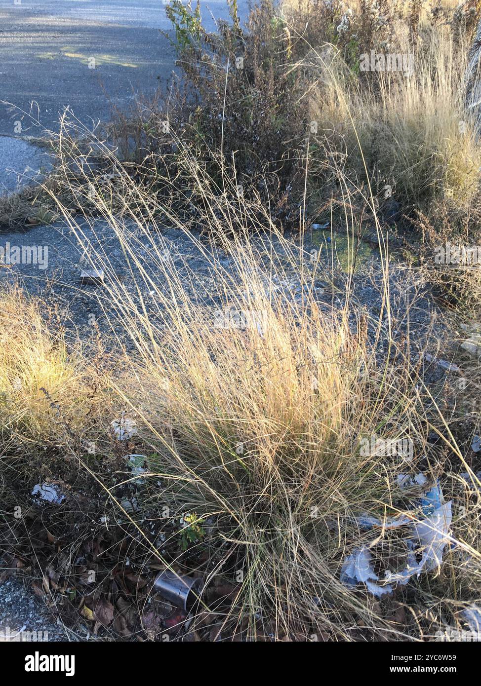 African love grass (Eragrostis curvula) Plantae Stock Photo - Alamy