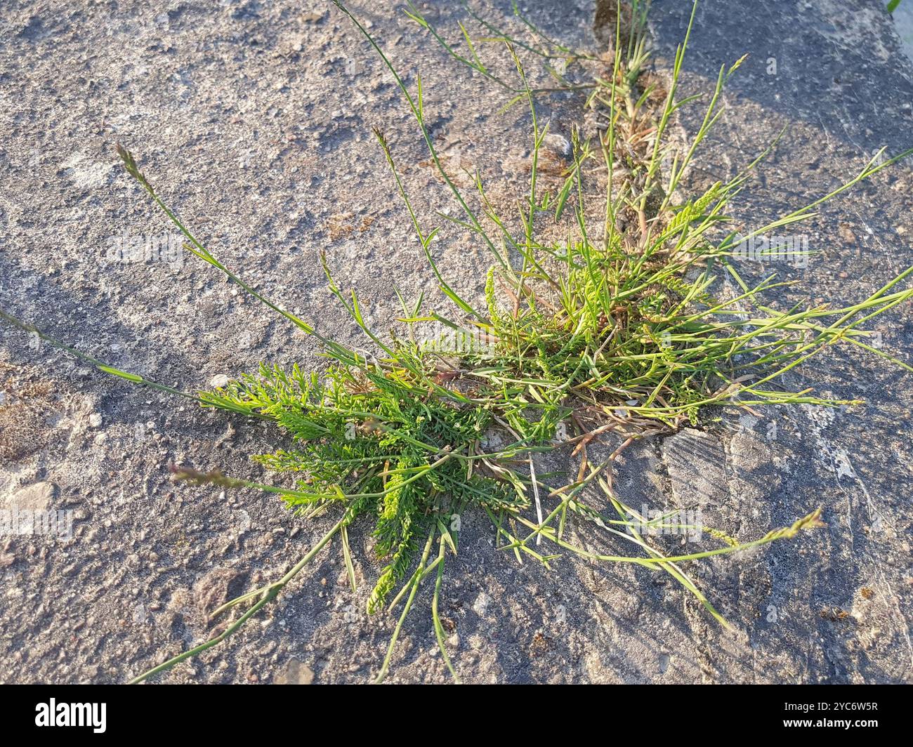 Canada bluegrass (Poa compressa) Plantae Stock Photo - Alamy