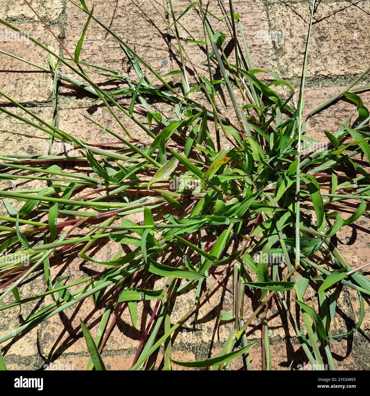 Hairy Crabgrass (Digitaria sanguinalis) Plantae Stock Photo - Alamy