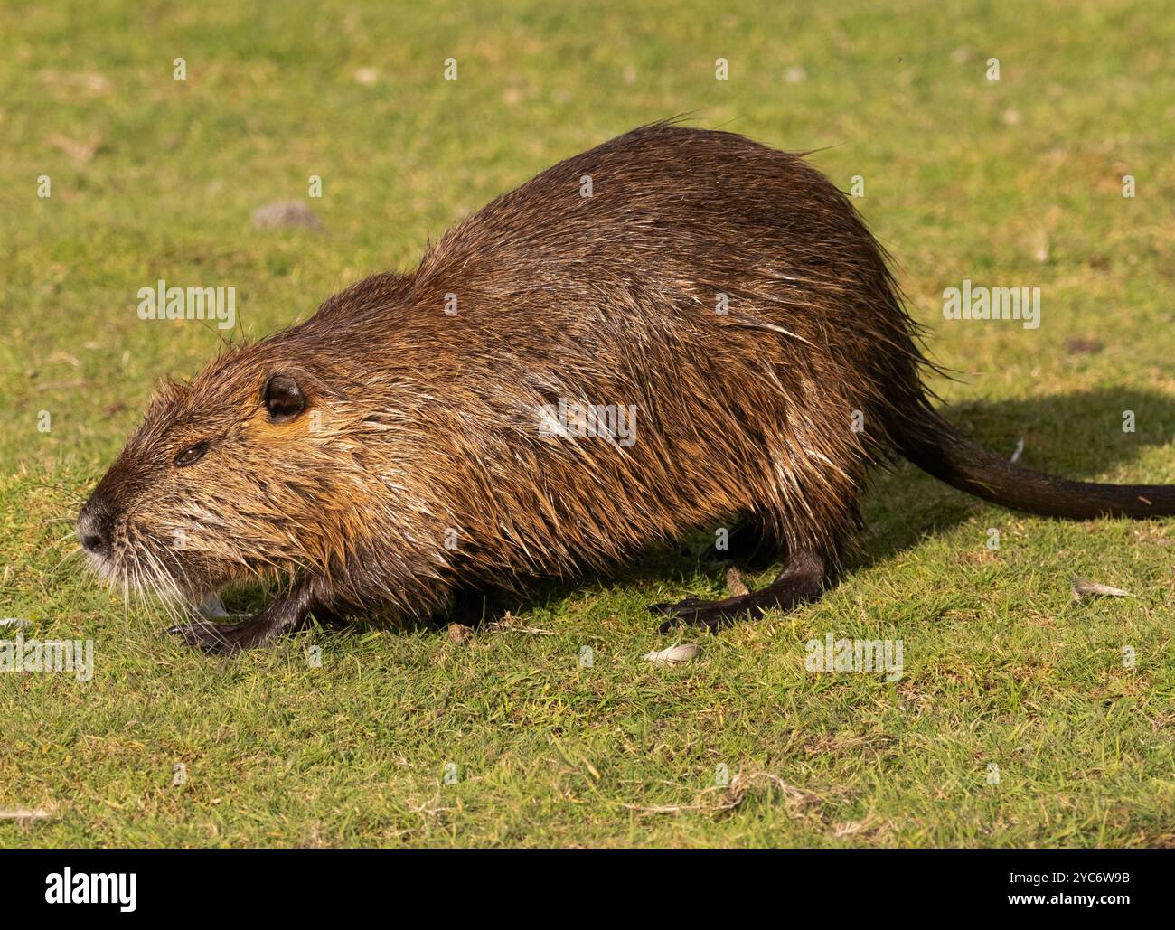 Animals originate hi-res stock photography and images - Alamy