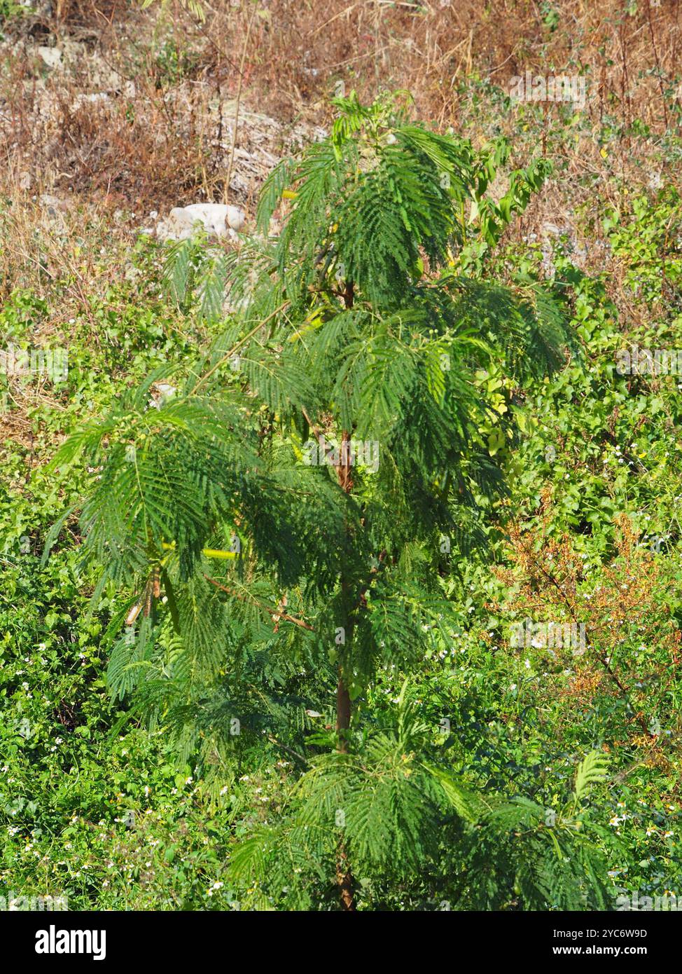 White leadtree (Leucaena leucocephala) Plantae Stock Photo - Alamy