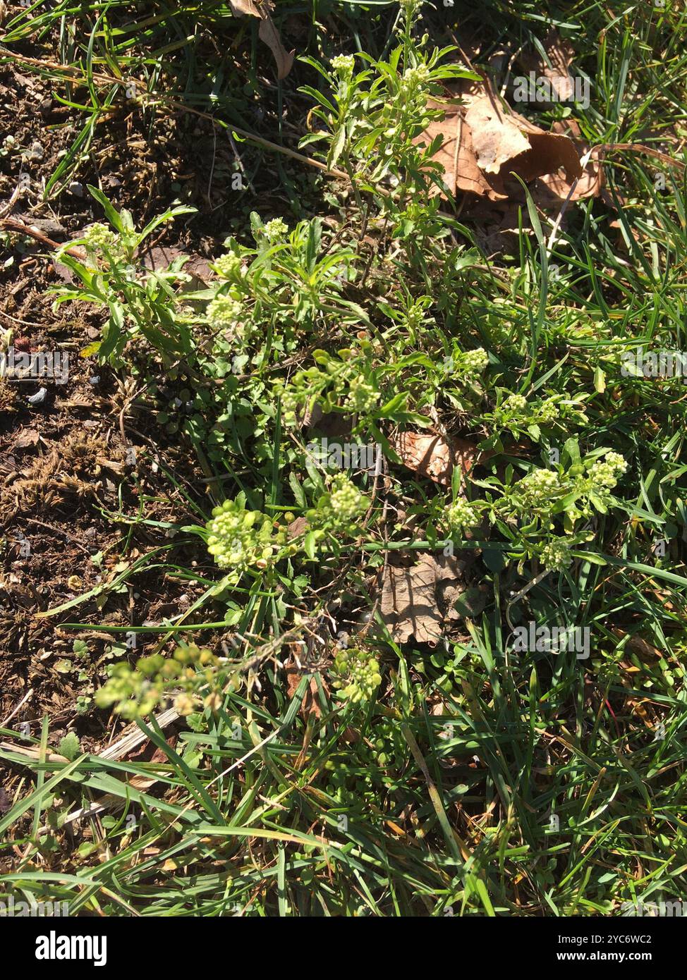 Virginia pepperweed (Lepidium virginicum) Plantae Stock Photo - Alamy