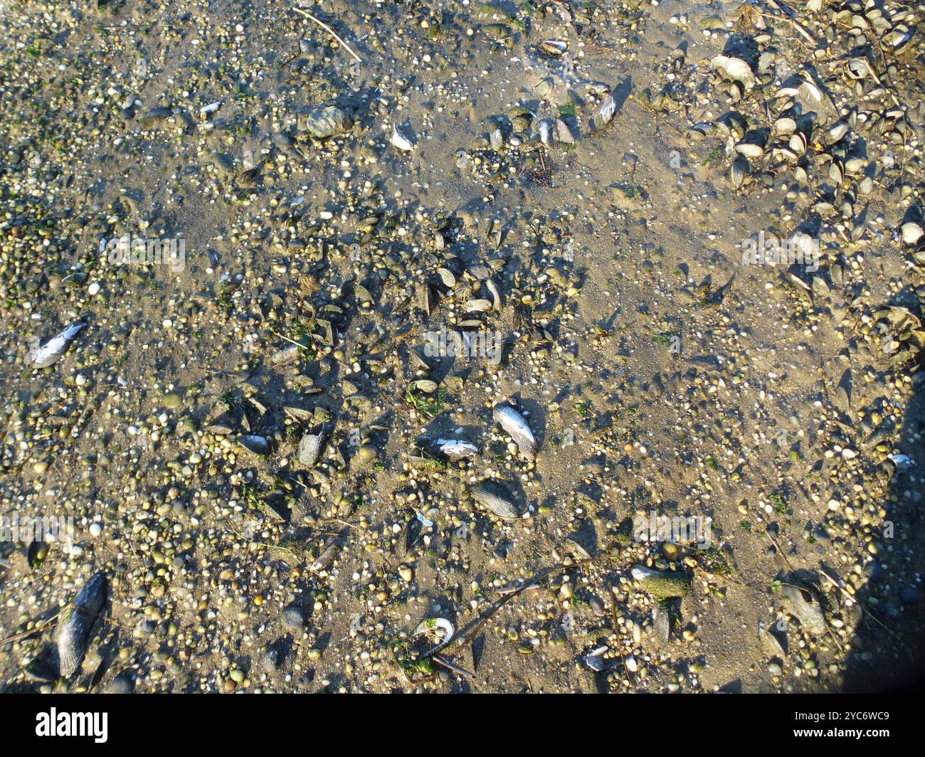 Atlantic Ribbed Mussel (Geukensia demissa) Mollusca Stock Photo - Alamy