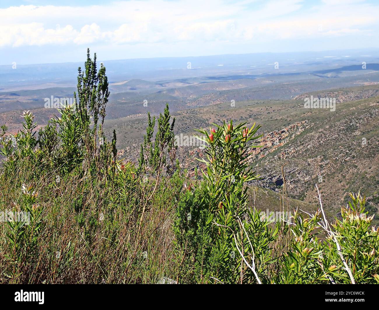 Gumleaf Conebush (Leucadendron eucalyptifolium) Plantae Stock Photo - Alamy
