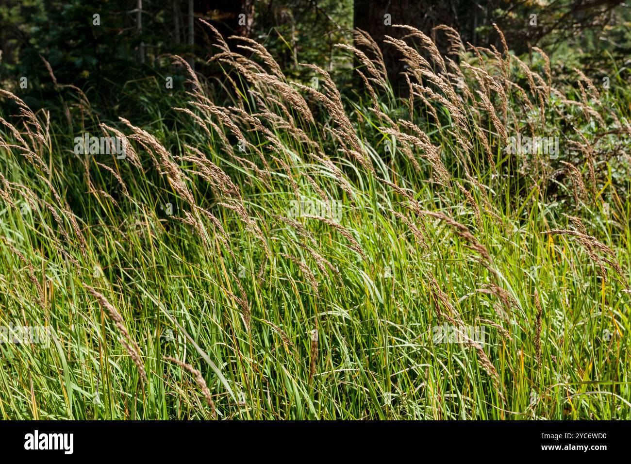 canadian bluejoint (Calamagrostis canadensis) Plantae Stock Photo - Alamy
