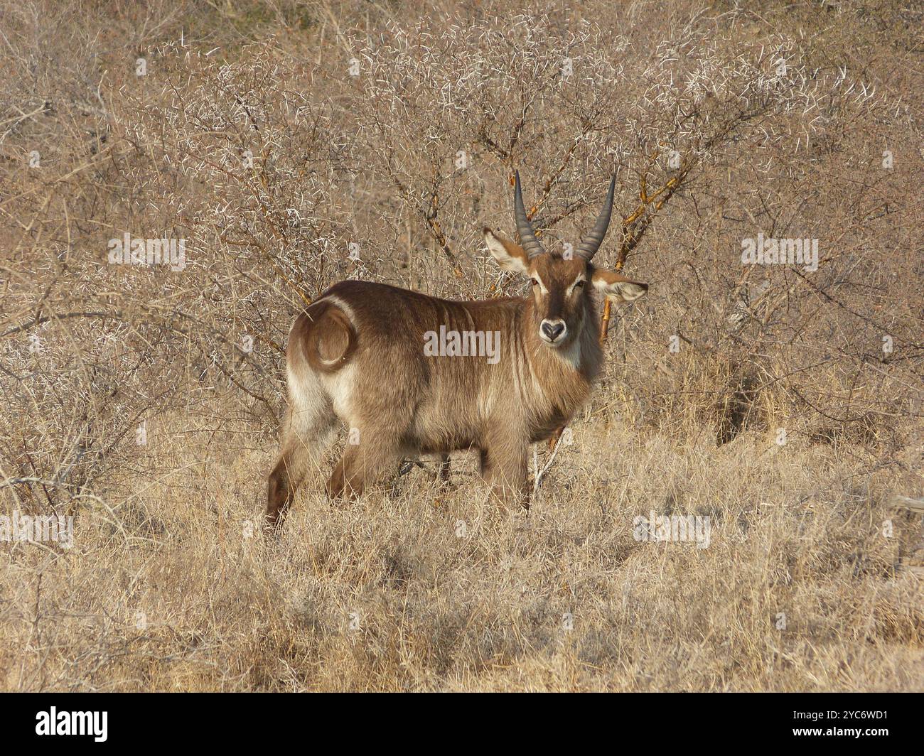 Common Waterbuck (Kobus ellipsiprymnus ellipsiprymnus) Mammalia Stock ...