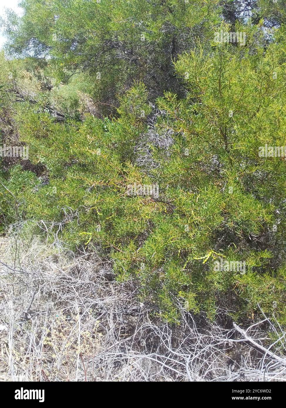 Dune Wattle (Acacia ligulata) Plantae Stock Photo - Alamy