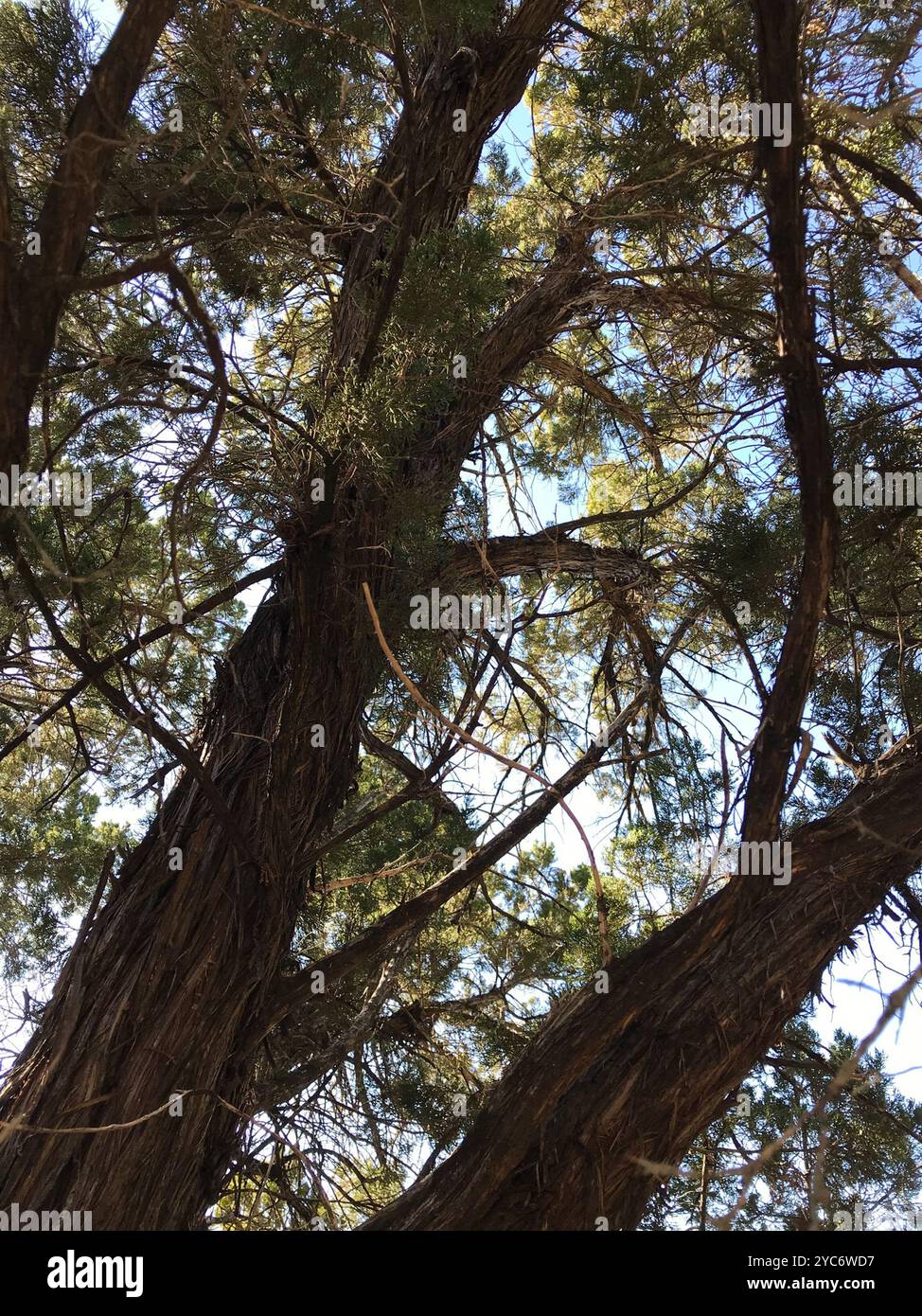 Ashe juniper (Juniperus ashei) Plantae Stock Photo - Alamy