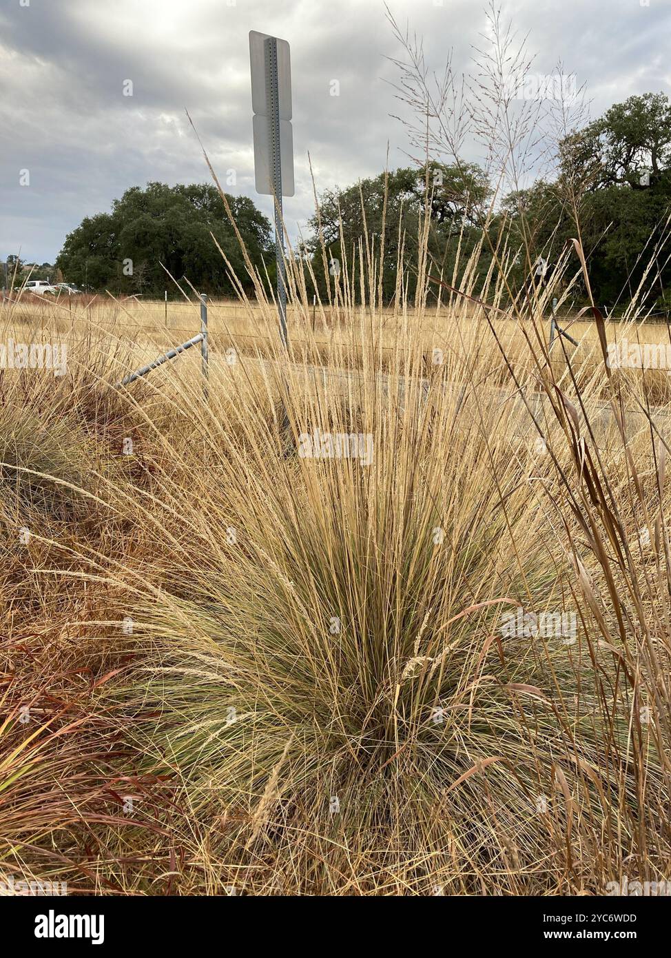 Lindheimer muhly (Muhlenbergia lindheimeri) Plantae Stock Photo - Alamy