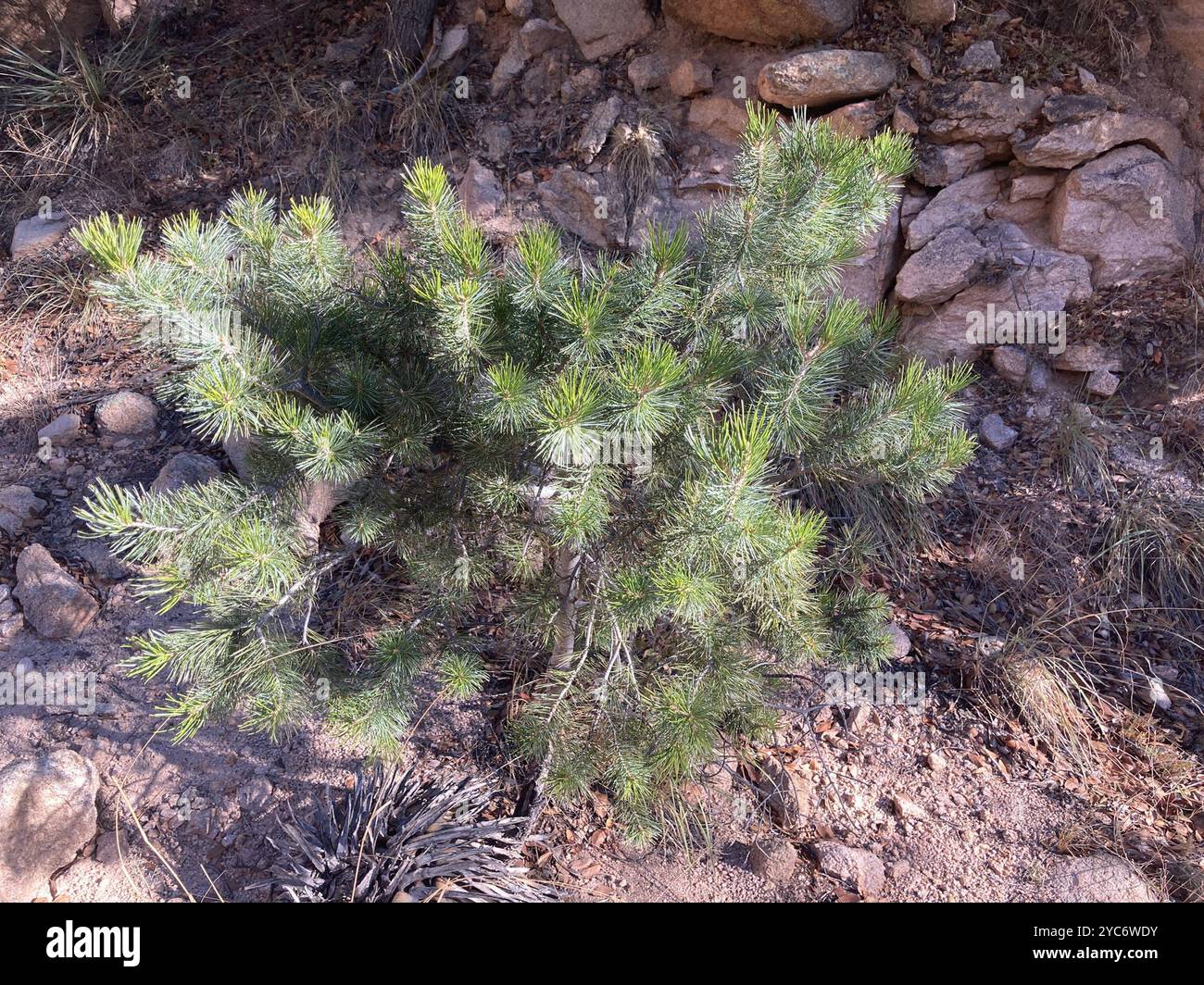 Mexican pinyon (Pinus cembroides) Plantae Stock Photo - Alamy