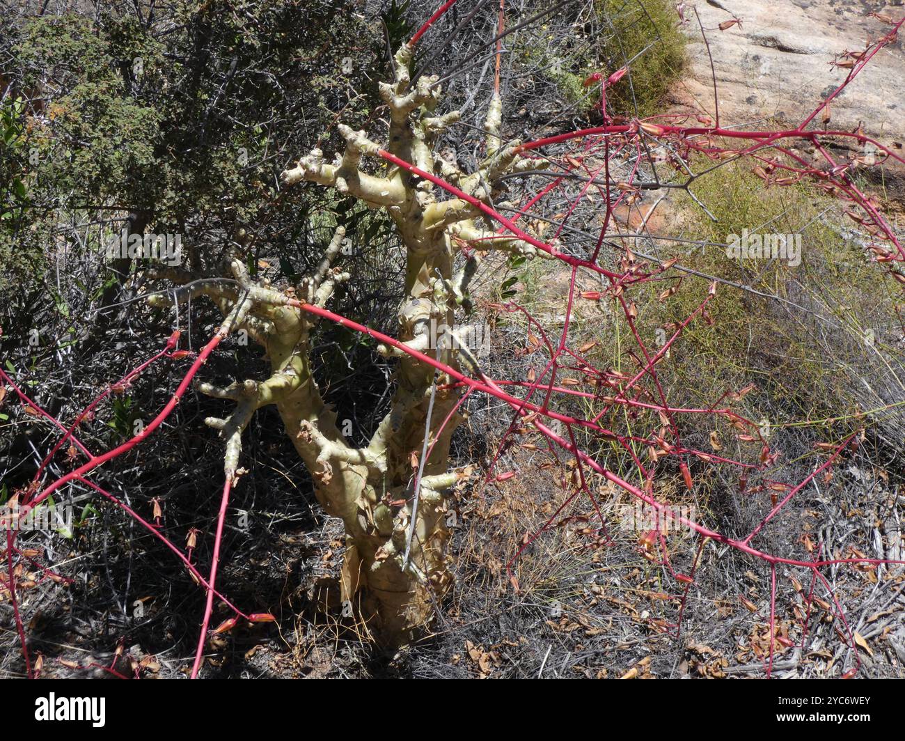 Botterboom (Tylecodon paniculatus) Plantae Stock Photo - Alamy