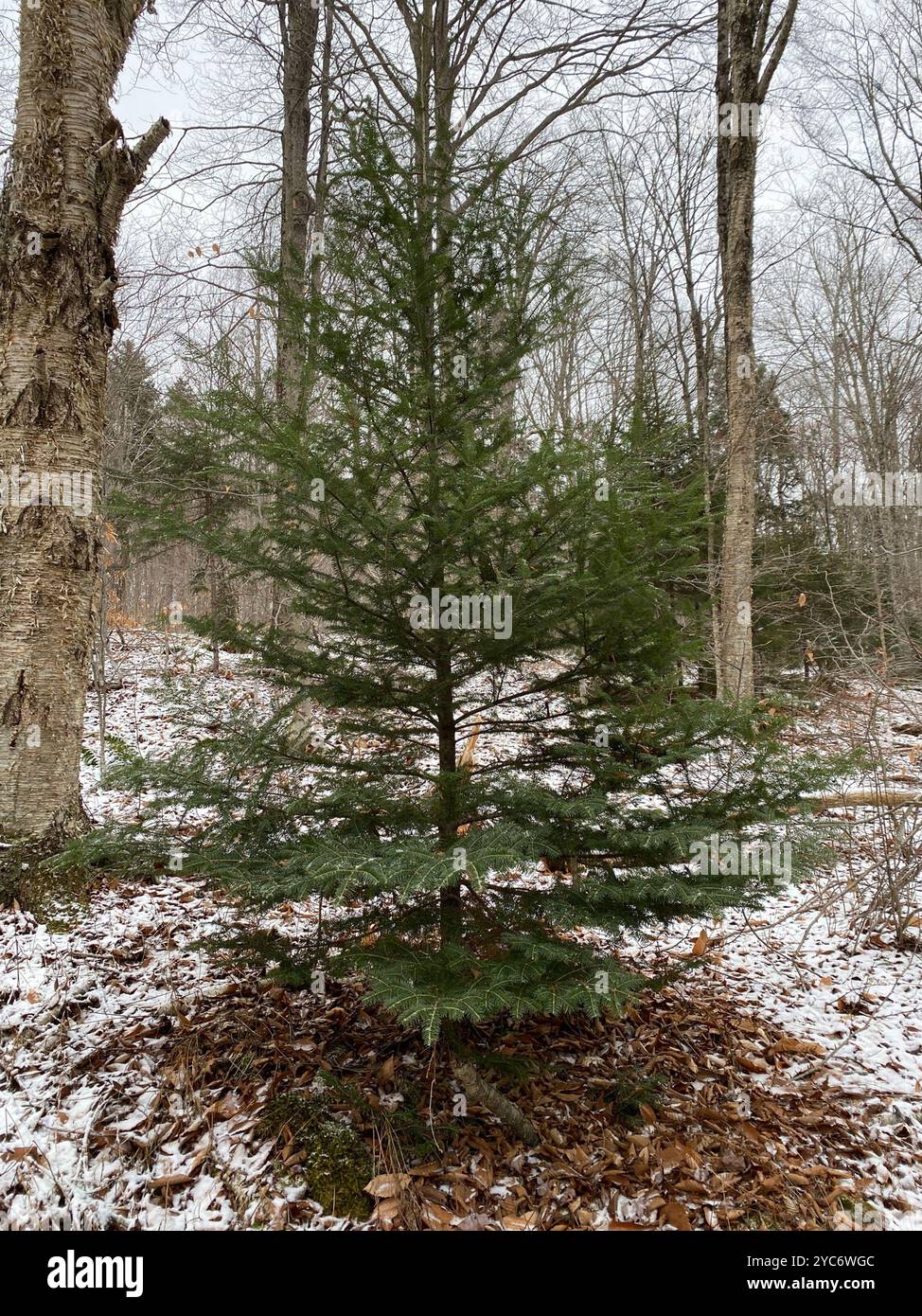 balsam fir (Abies balsamea) Plantae Stock Photo - Alamy