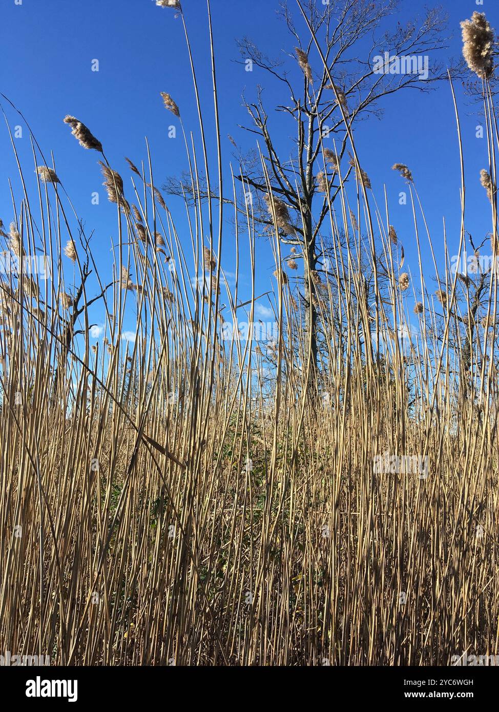 common reed (Phragmites australis) Plantae Stock Photo - Alamy