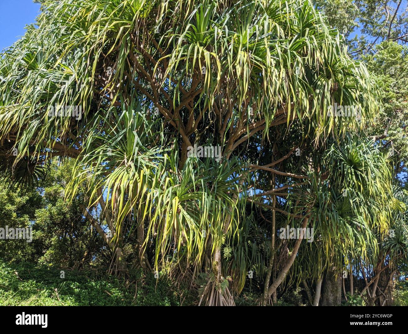 thatch screwpine (Pandanus tectorius) Plantae Stock Photo - Alamy