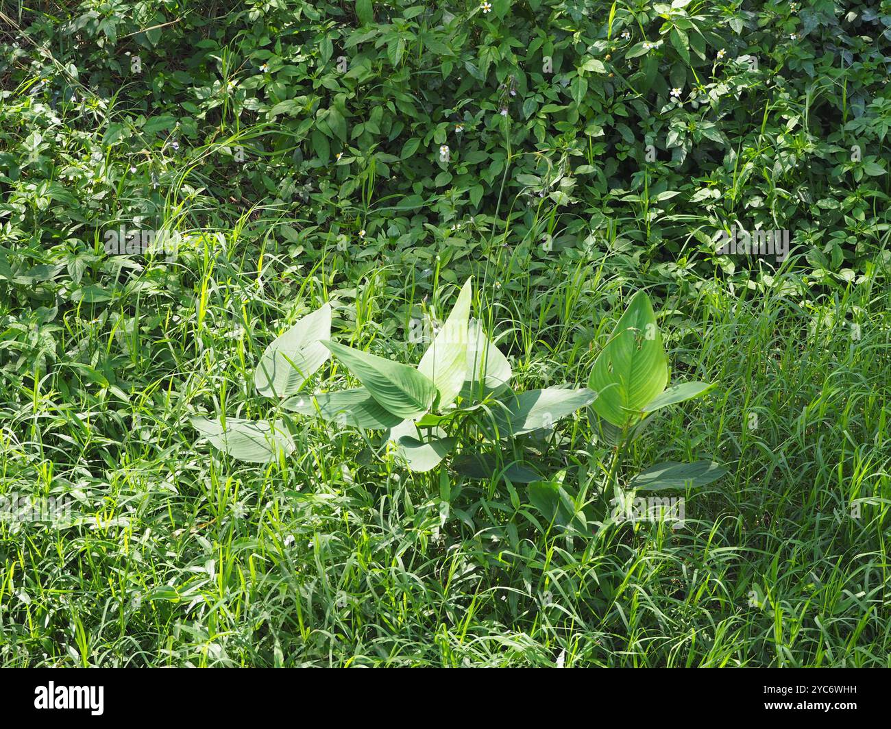 alligator flag (Thalia geniculata) Plantae Stock Photo - Alamy