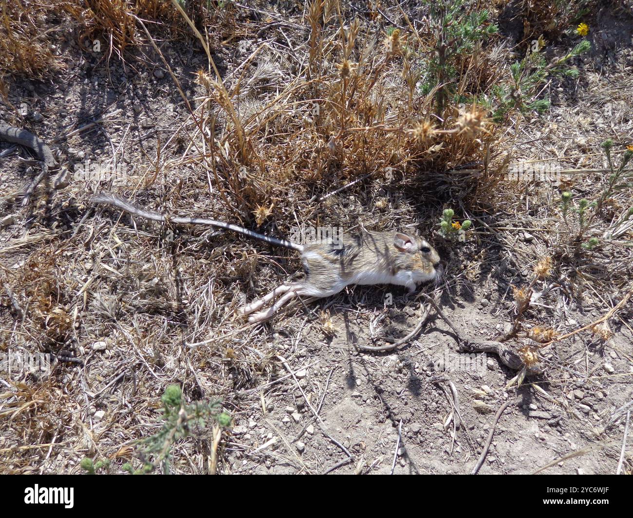 Kangaroo Rats (Dipodomys) Mammalia Stock Photo - Alamy
