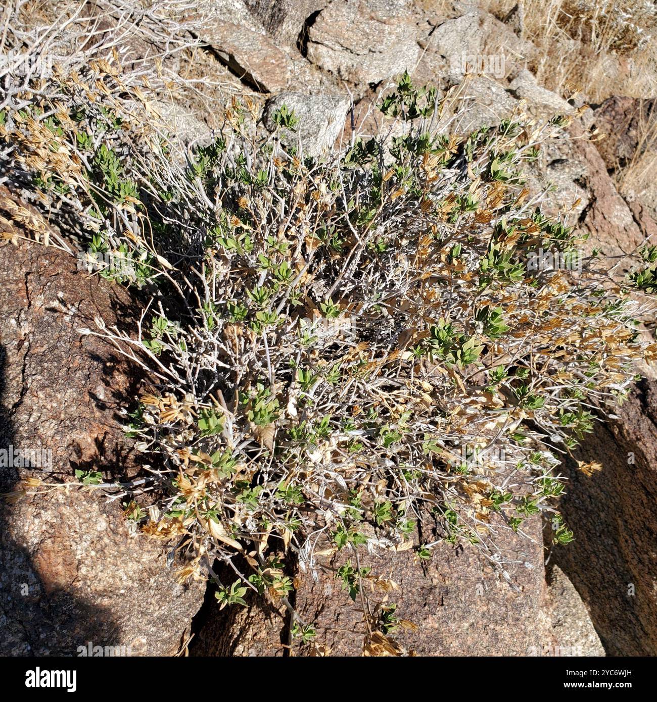 American threefold (Trixis californica californica) Plantae Stock Photo ...