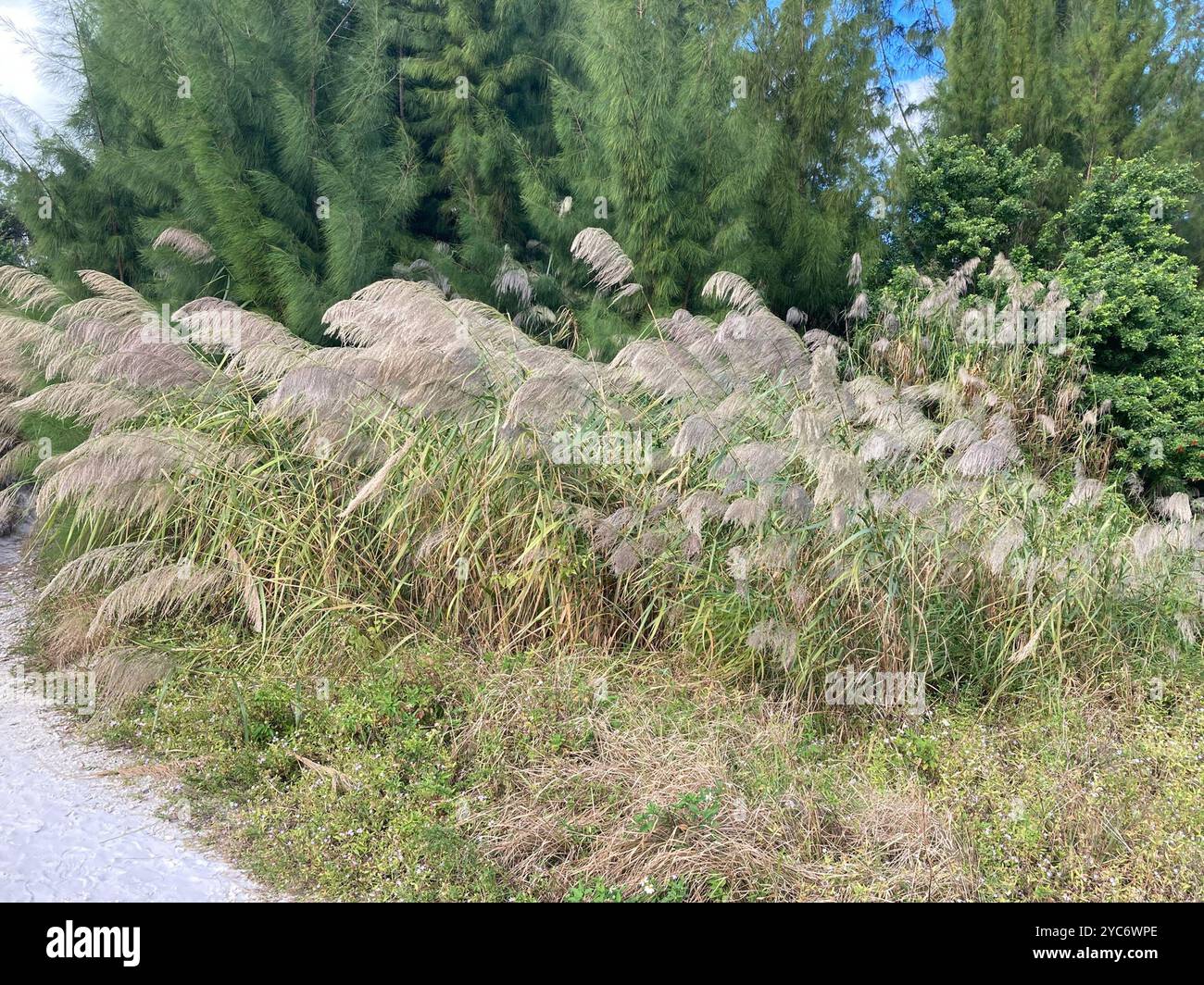Burma Reed (Neyraudia reynaudiana) Plantae Stock Photo - Alamy