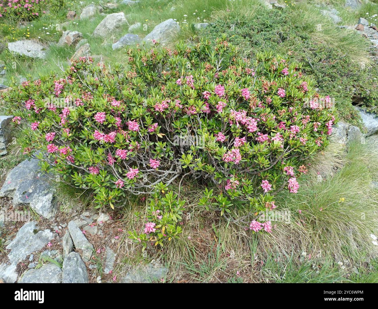 Rusty-leaved Alpenrose (Rhododendron ferrugineum) Plantae Stock Photo ...
