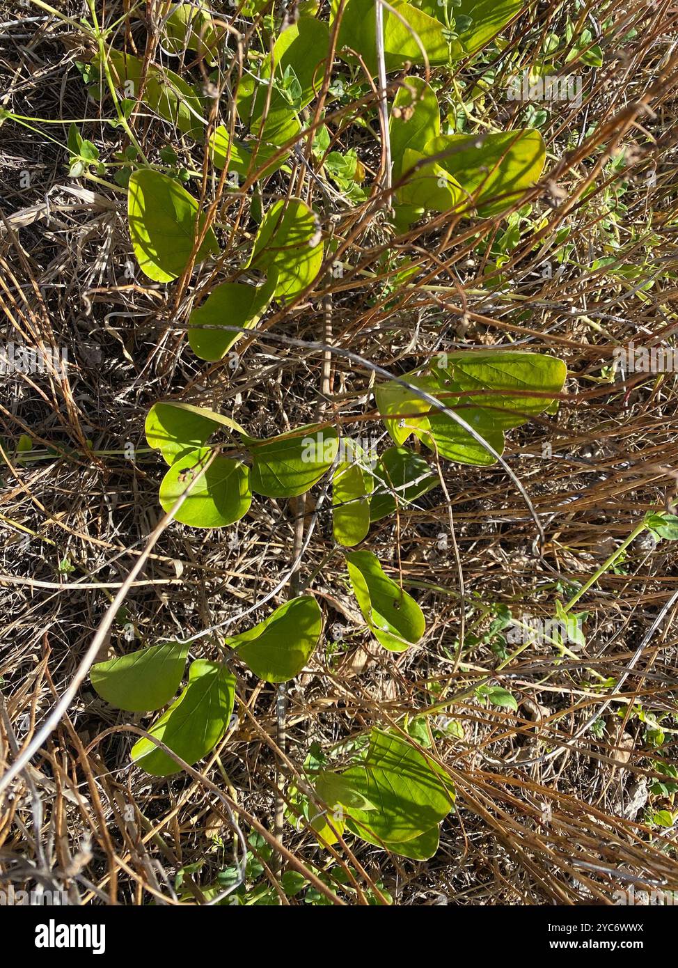 Beach Bean (Canavalia rosea) Plantae Stock Photo - Alamy