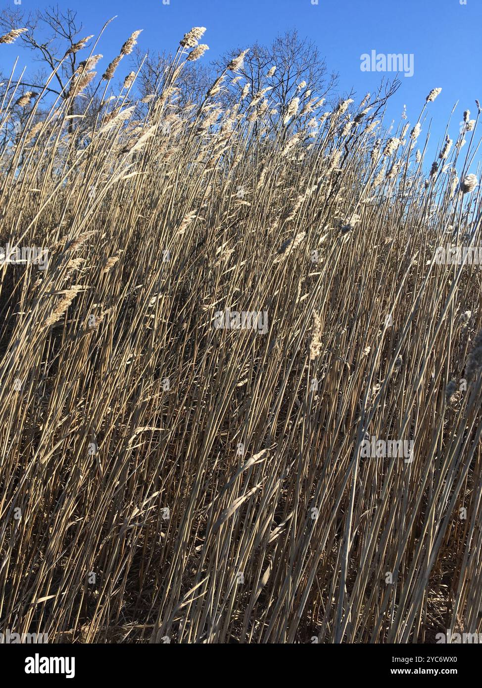 common reed (Phragmites australis) Plantae Stock Photo - Alamy