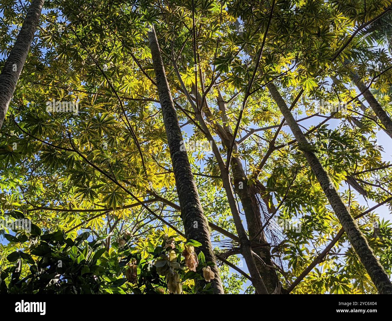 dicots (Magnoliopsida) Plantae Stock Photo - Alamy