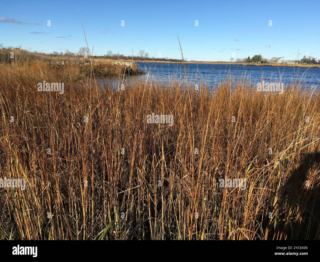 Saltmarsh Cordgrass (Sporobolus alterniflorus) Plantae Stock Photo - Alamy