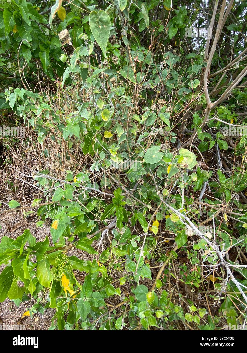 (Abutilon indicum albescens) Plantae Stock Photo - Alamy