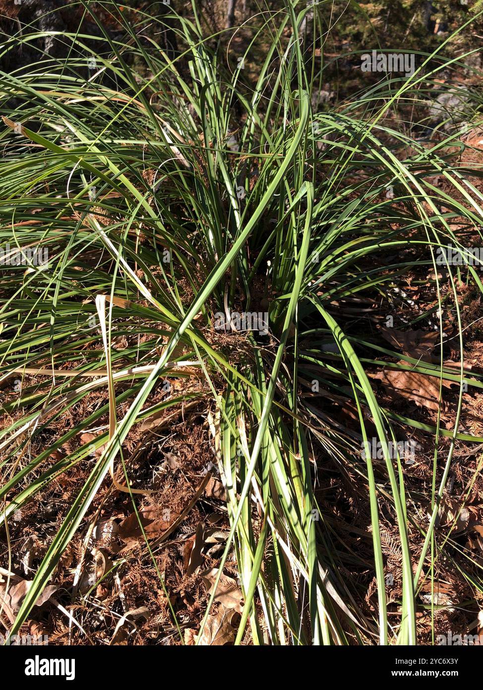 Devil's Shoestring (Nolina lindheimeriana) Plantae Stock Photo - Alamy