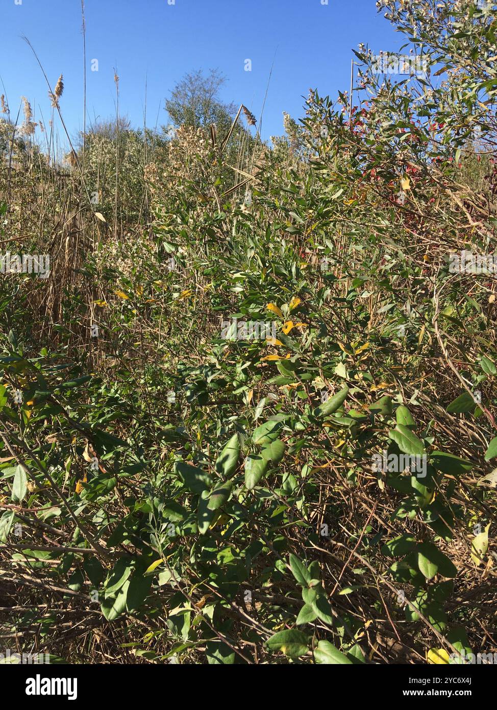 groundsel tree (Baccharis halimifolia) Plantae Stock Photo - Alamy