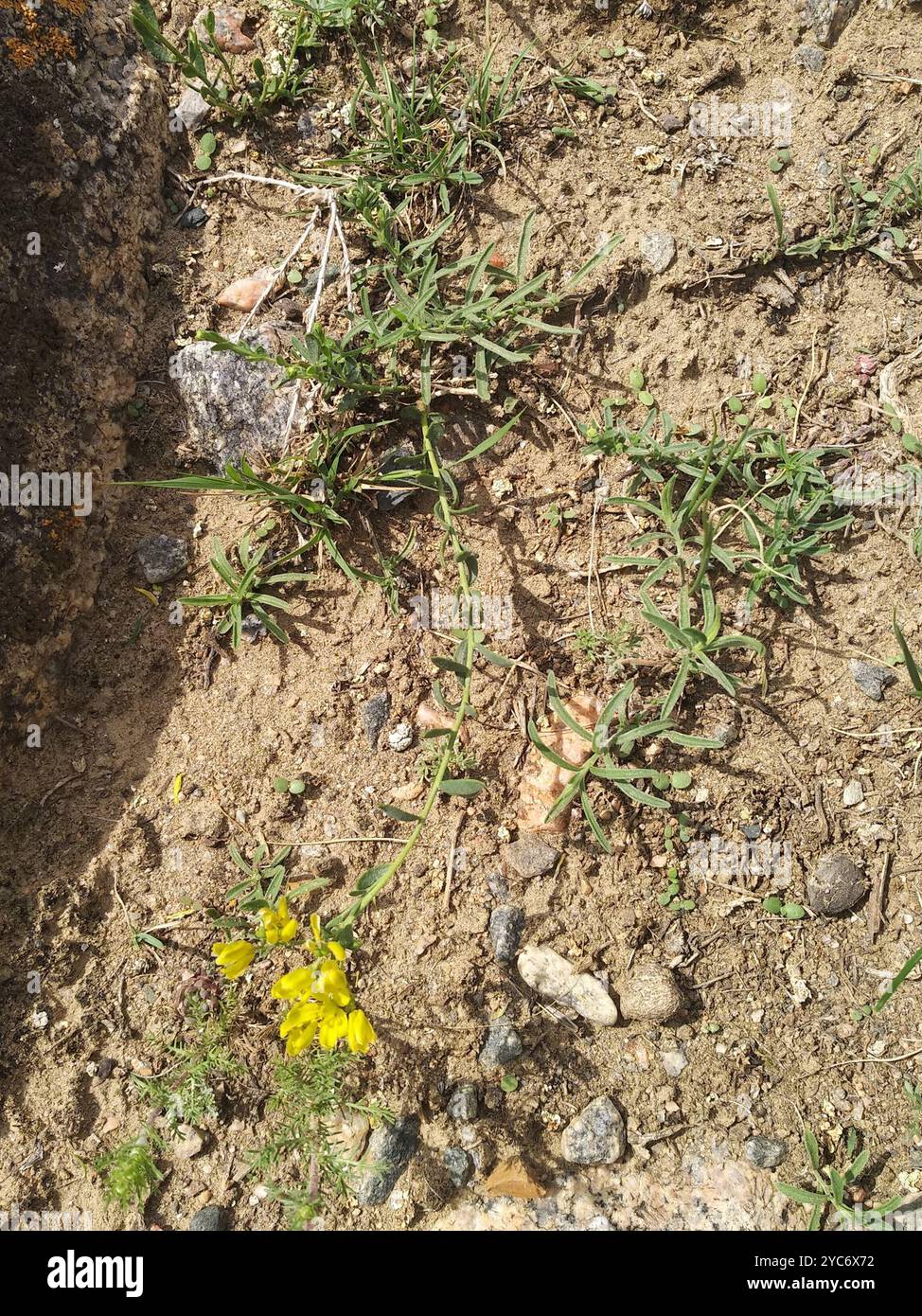Dahurian Haplophyllum (Haplophyllum dauricum) Plantae Stock Photo - Alamy