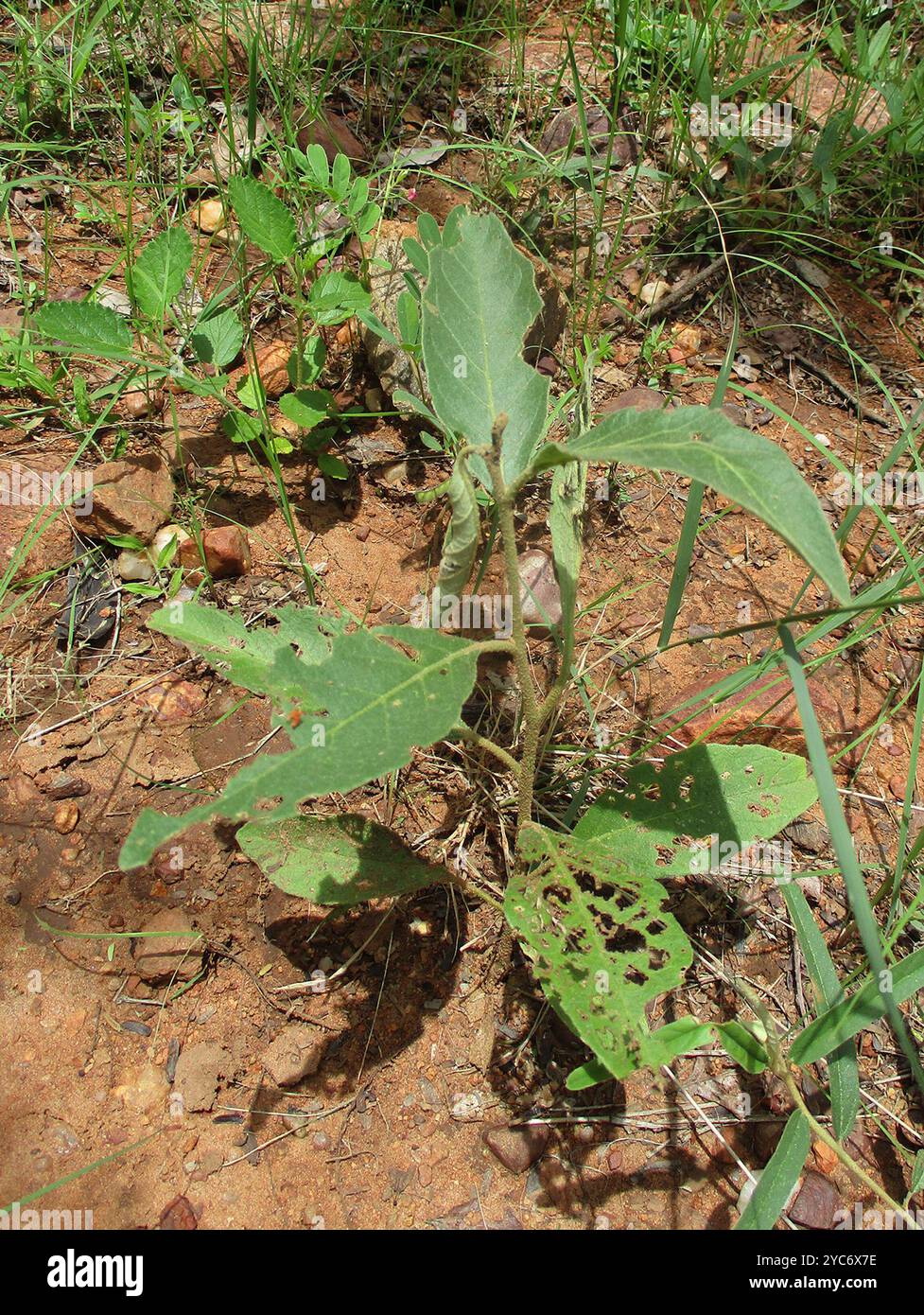 bitter-apple (Solanum campylacanthum) Plantae Stock Photo - Alamy