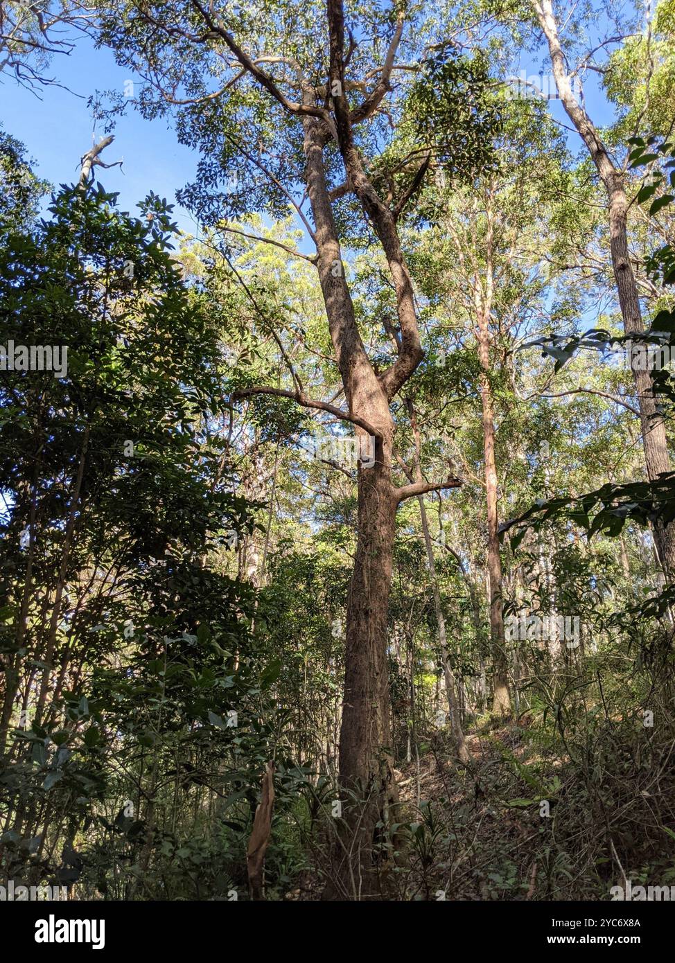 Brush Box (Lophostemon confertus) Plantae Stock Photo - Alamy