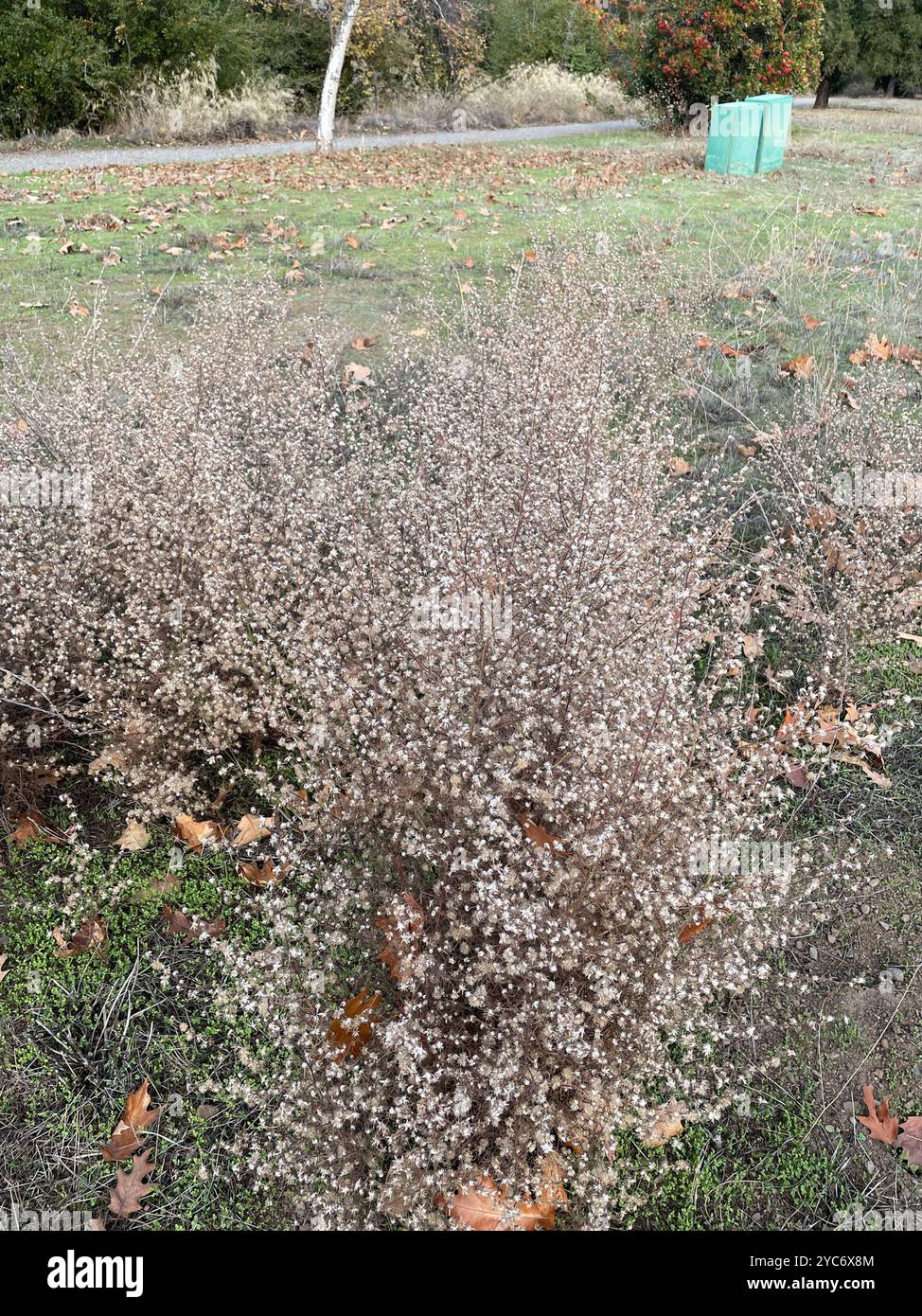 Stinkwort (Dittrichia graveolens) Plantae Stock Photo - Alamy