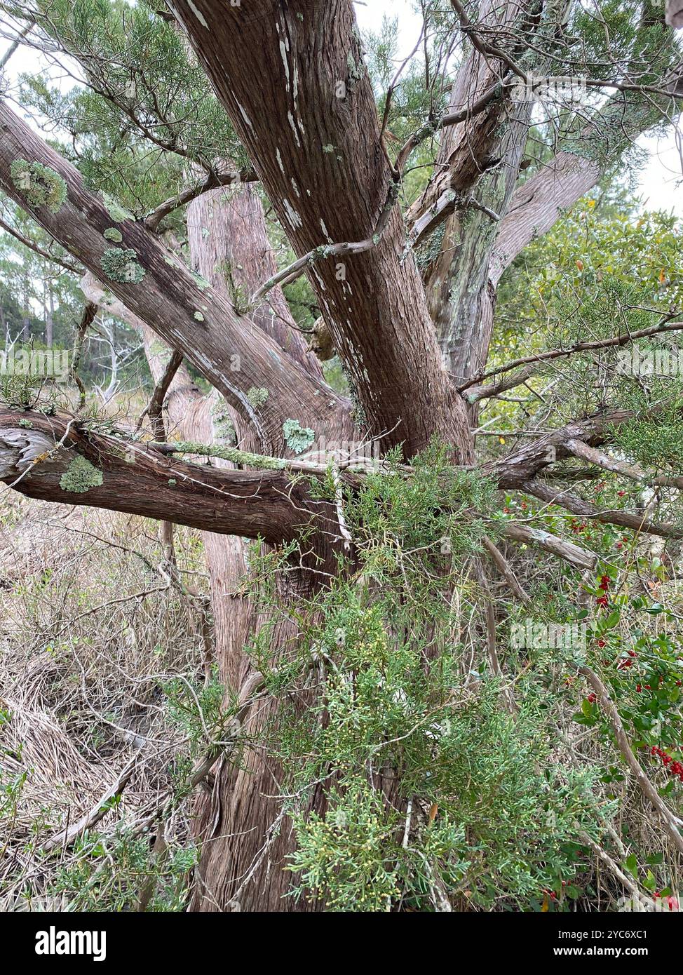Southern Redcedar (Juniperus virginiana silicicola) Plantae Stock Photo ...