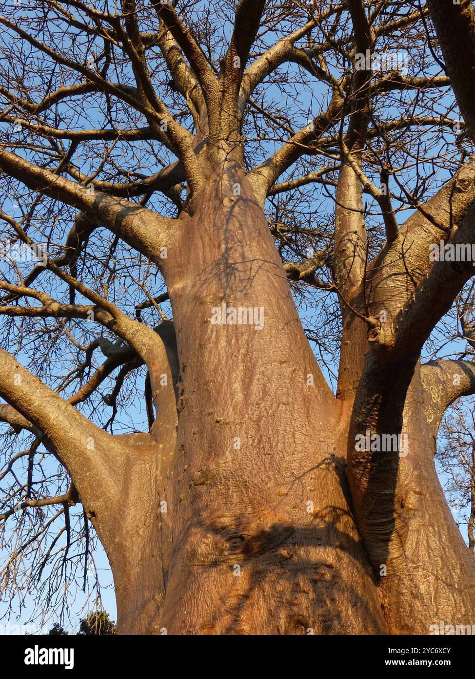 African baobab (Adansonia digitata) Plantae Stock Photo - Alamy