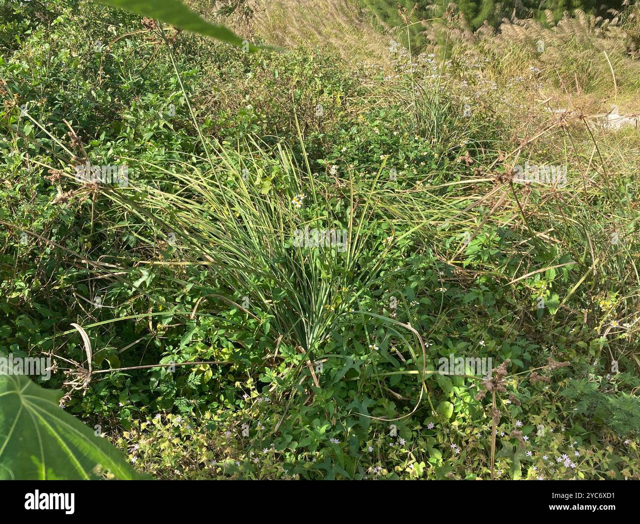 Swamp Flatsedge (Cyperus ligularis) Plantae Stock Photo - Alamy