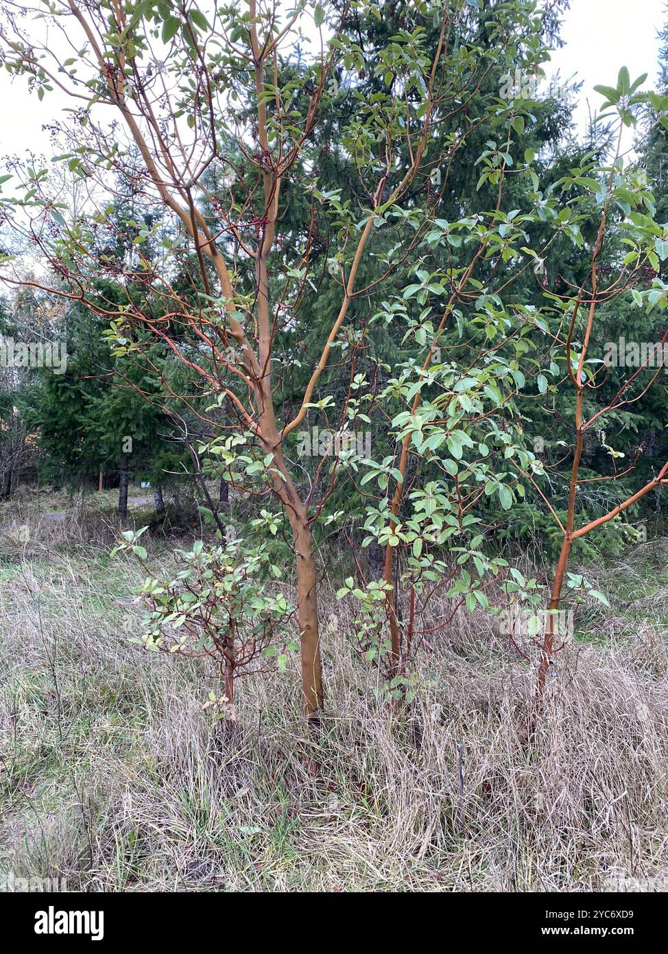 Pacific madrone (Arbutus menziesii) Plantae Stock Photo - Alamy