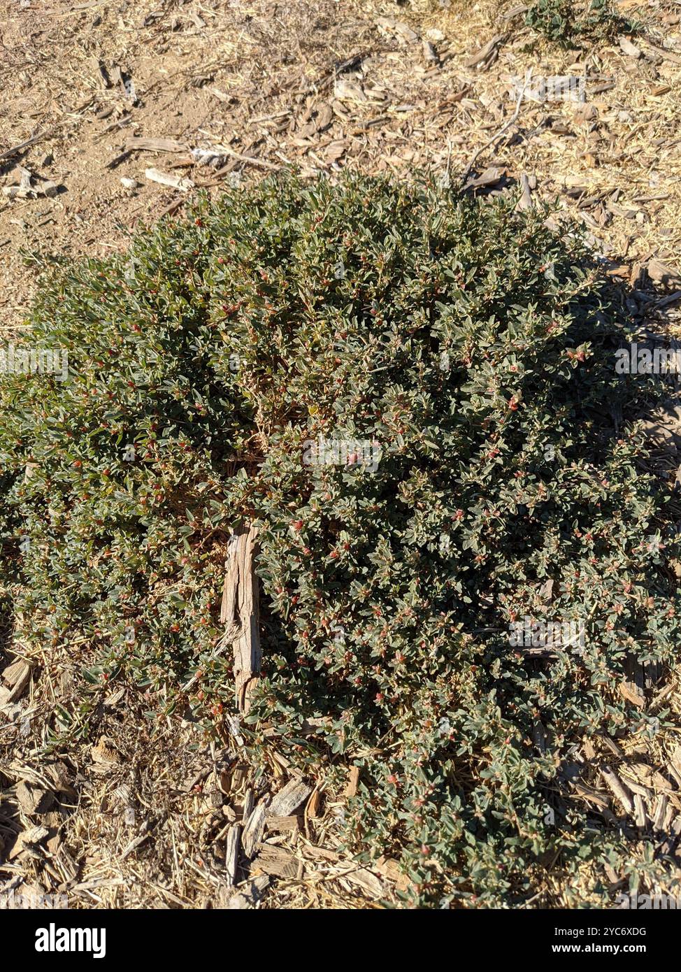 berry saltbush (Atriplex semibaccata) Plantae Stock Photo - Alamy