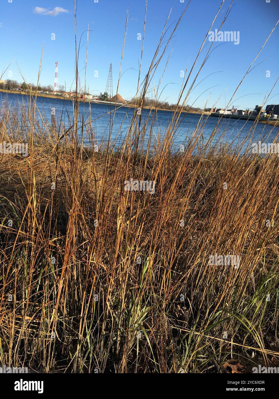 Saltmarsh Cordgrass (Sporobolus alterniflorus) Plantae Stock Photo - Alamy