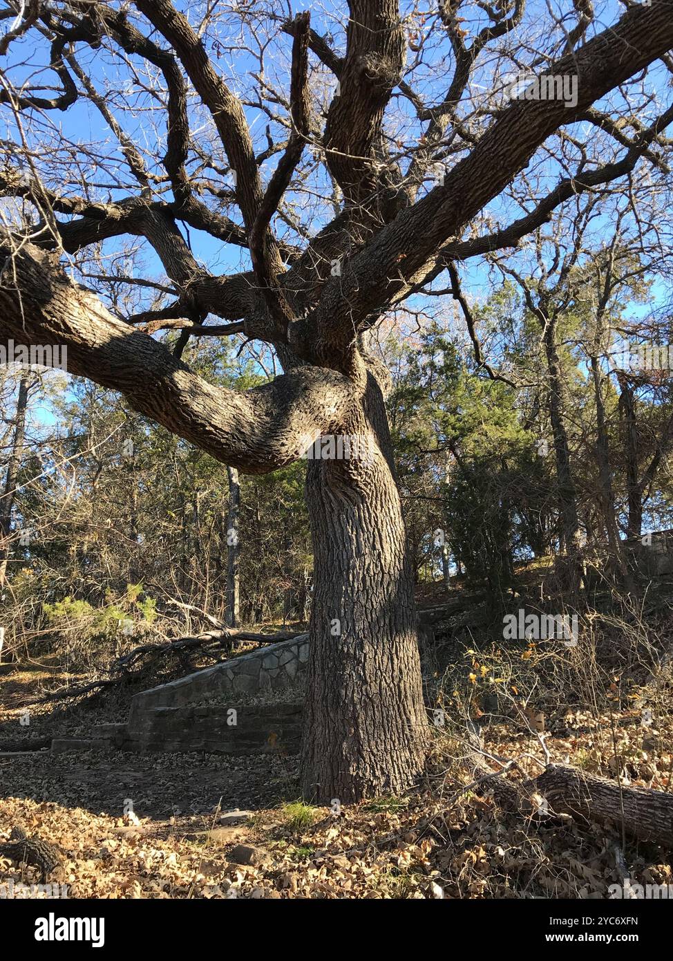 bur oak (Quercus macrocarpa) Plantae Stock Photo - Alamy