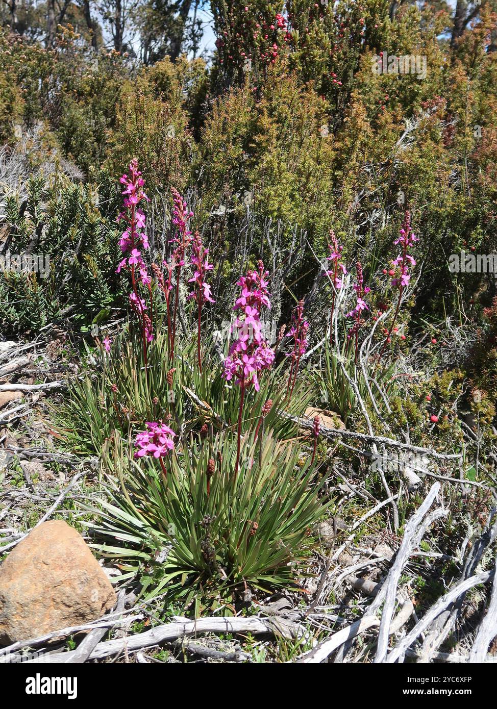 Triggerplants hi-res stock photography and images - Alamy