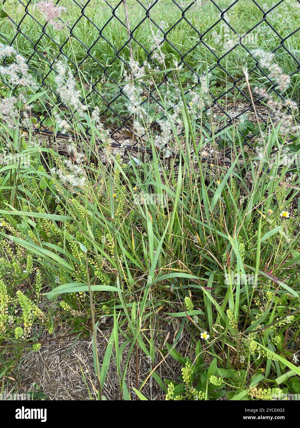 Natal grass (Melinis repens) Plantae Stock Photo - Alamy