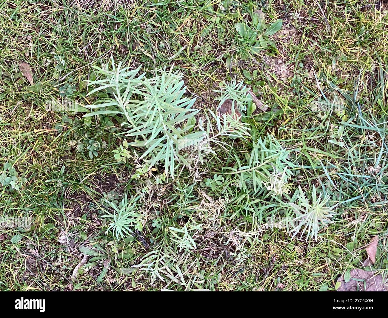 vascular plants (Tracheophyta) Plantae Stock Photo - Alamy