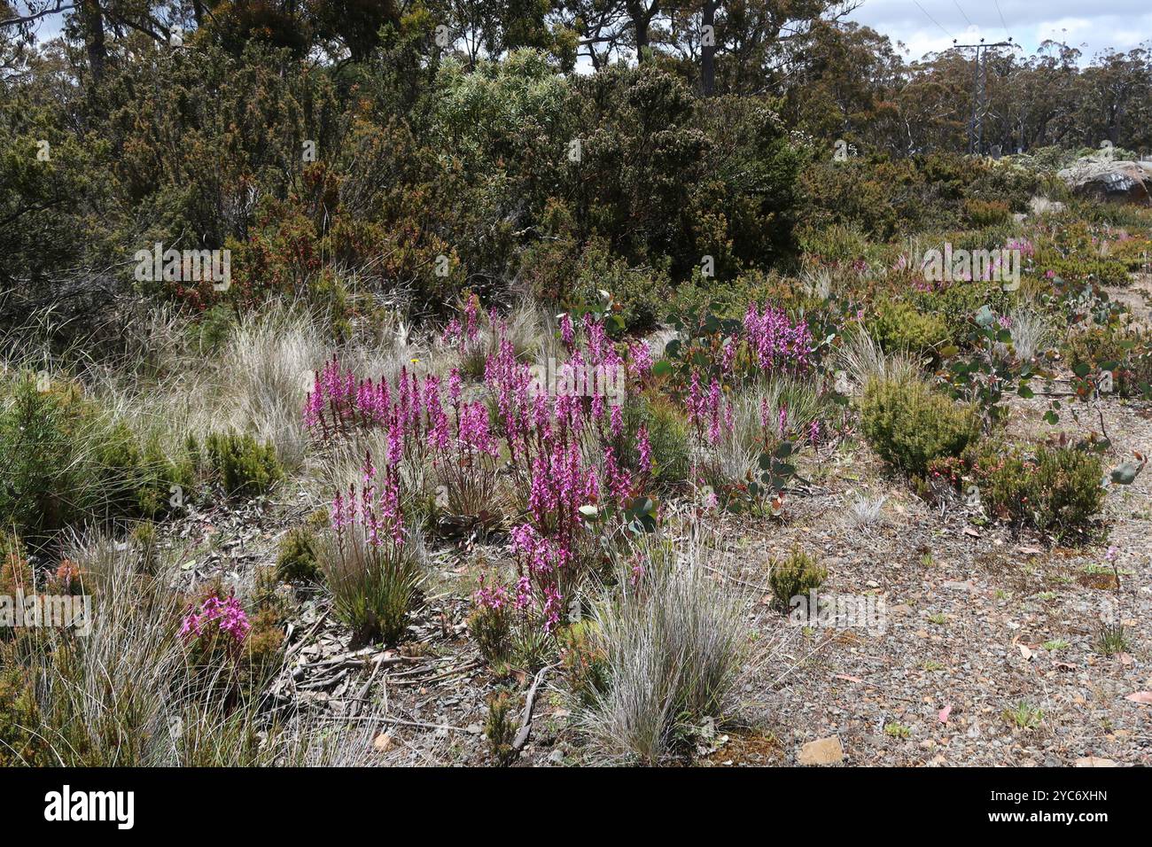 Triggerplants (Stylidium) Plantae Stock Photo - Alamy