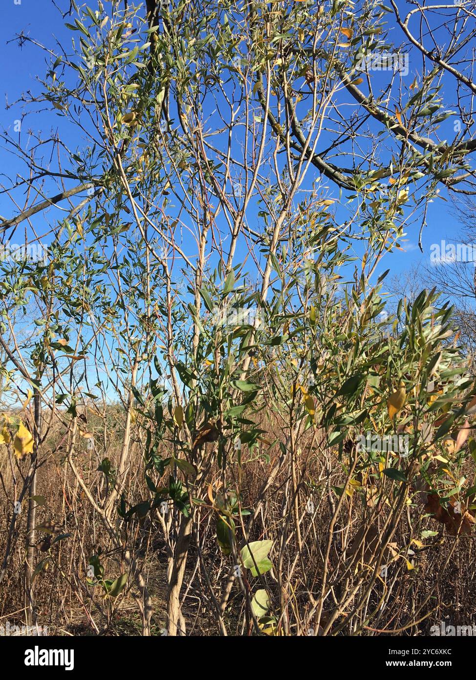 groundsel tree (Baccharis halimifolia) Plantae Stock Photo - Alamy